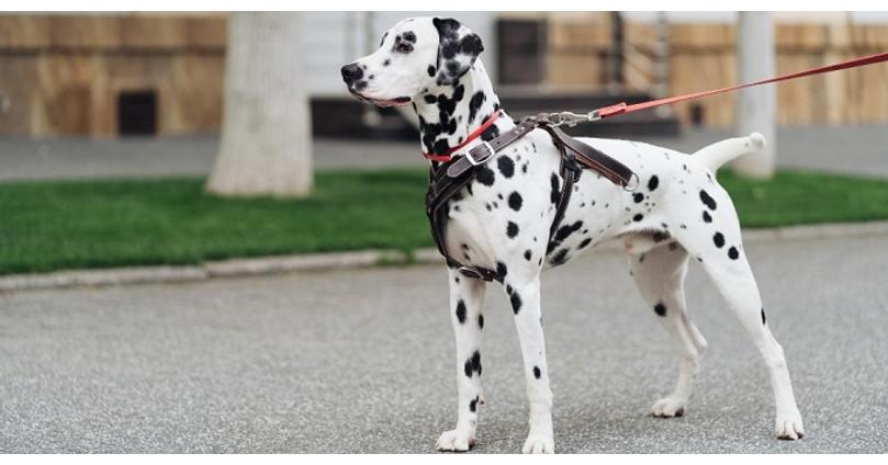 A dalmata 2 arca. Intelligens ️ és energiabomba ️ egyben