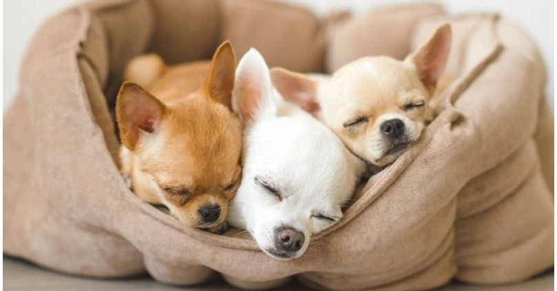 1 Csivava nem Csivava